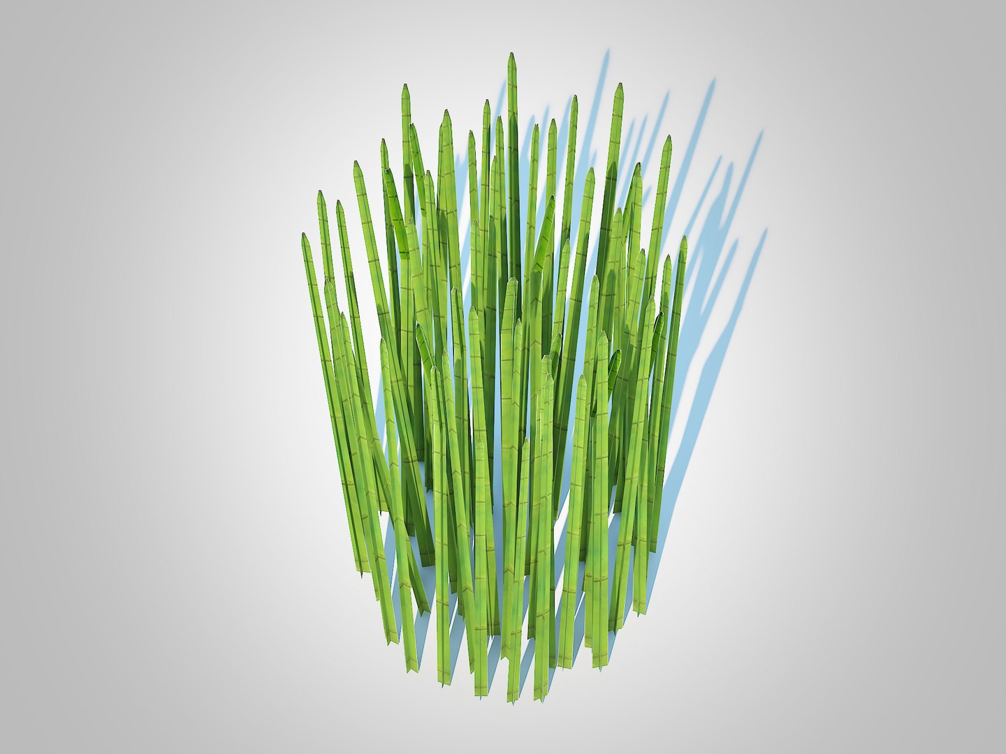 3D Model Equisetum Hyemale - Horsetail Reed - TurboSquid 2297504
