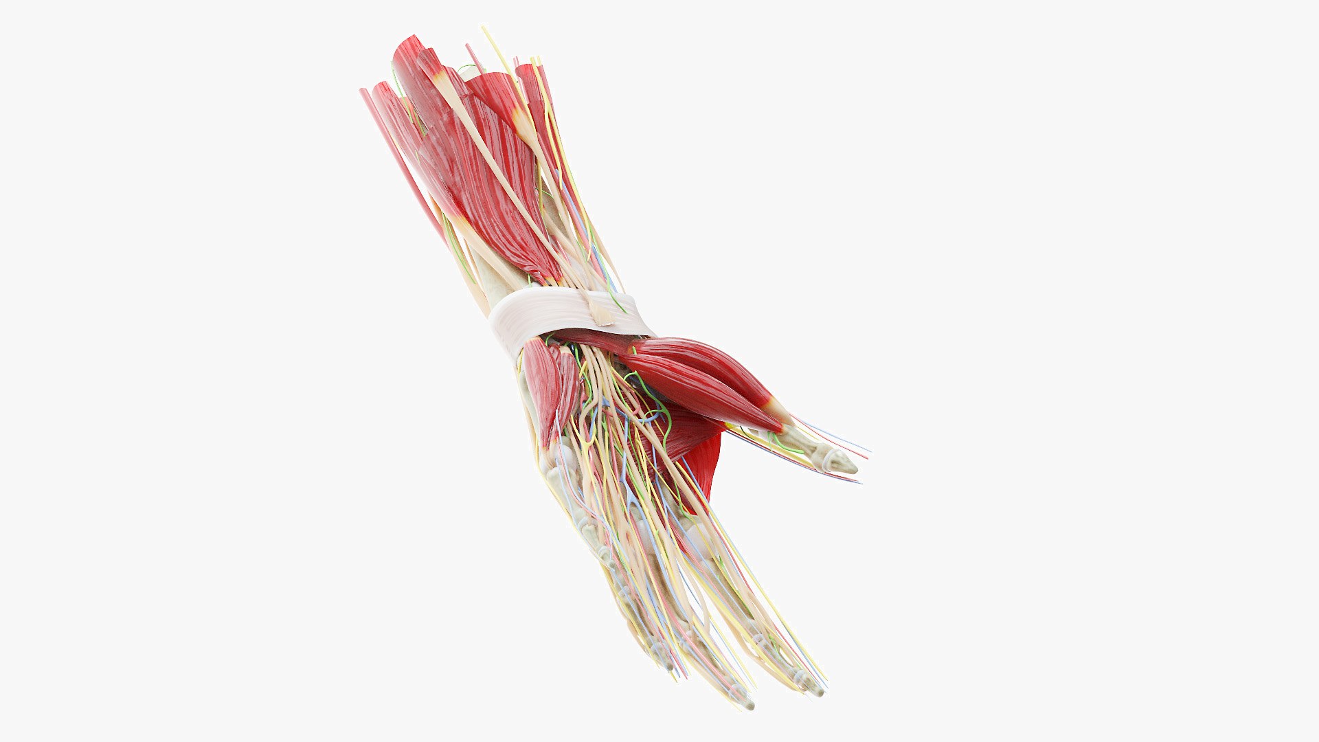 Human Male Hand Anatomy Model - TurboSquid 1734387