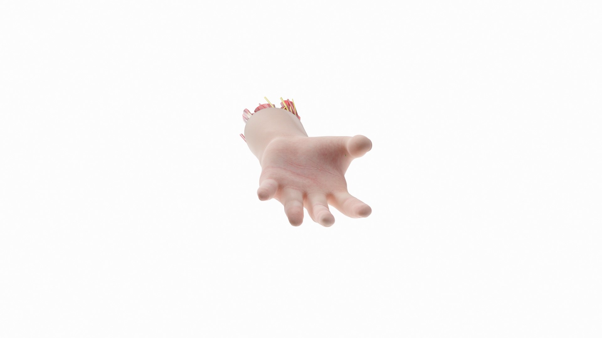 Human Male Hand Anatomy Model - TurboSquid 1734387