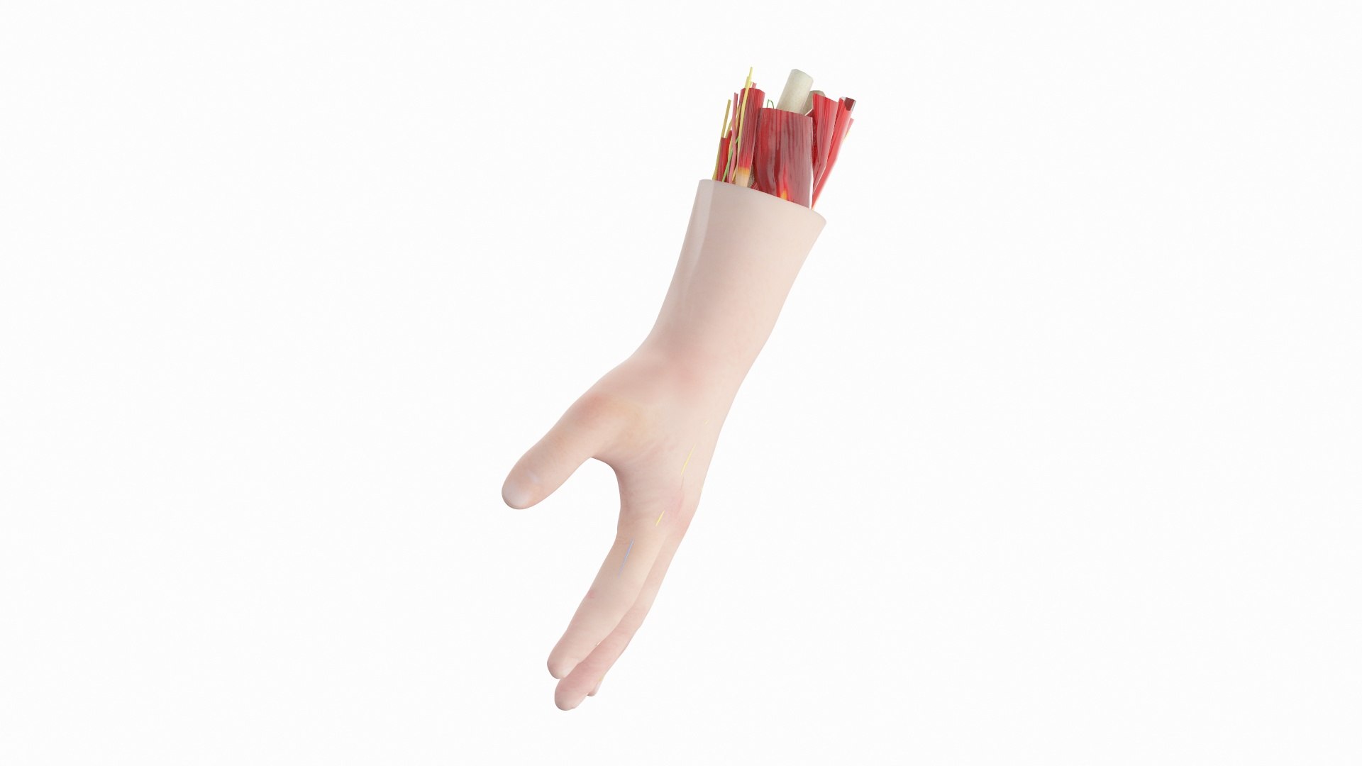 Human Male Hand Anatomy Model - TurboSquid 1734387