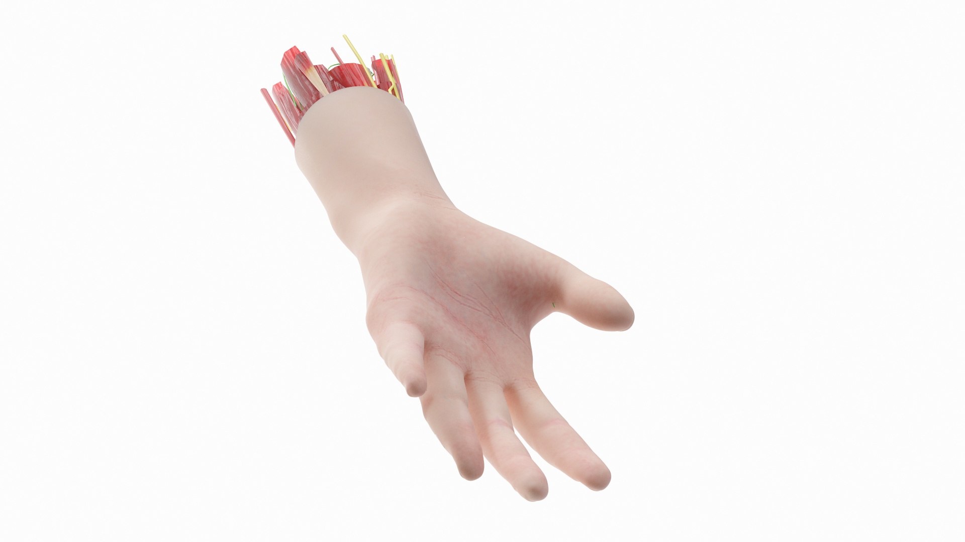 Human Male Hand Anatomy Model - TurboSquid 1734387