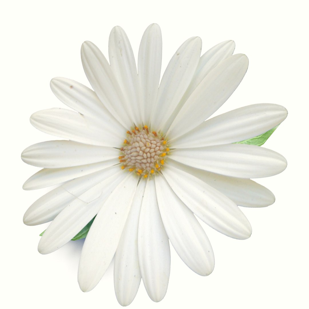Daisy 3d Model