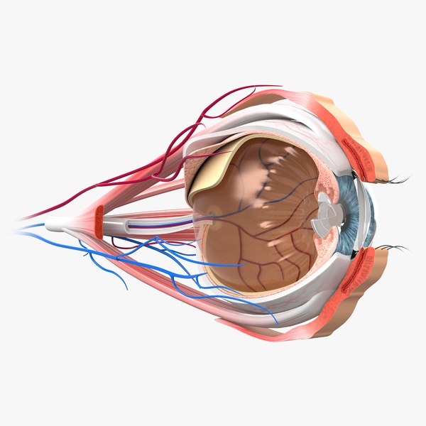 Free 3D Eye Models | TurboSquid