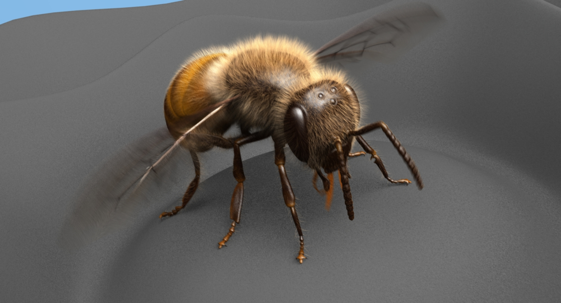 3D Honey Bee Animation Model | 1141992 | TurboSquid