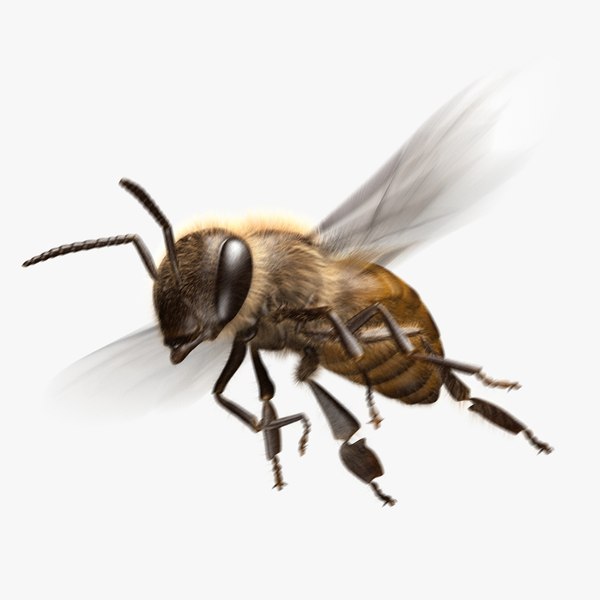 Bee 3D Models for Download | TurboSquid