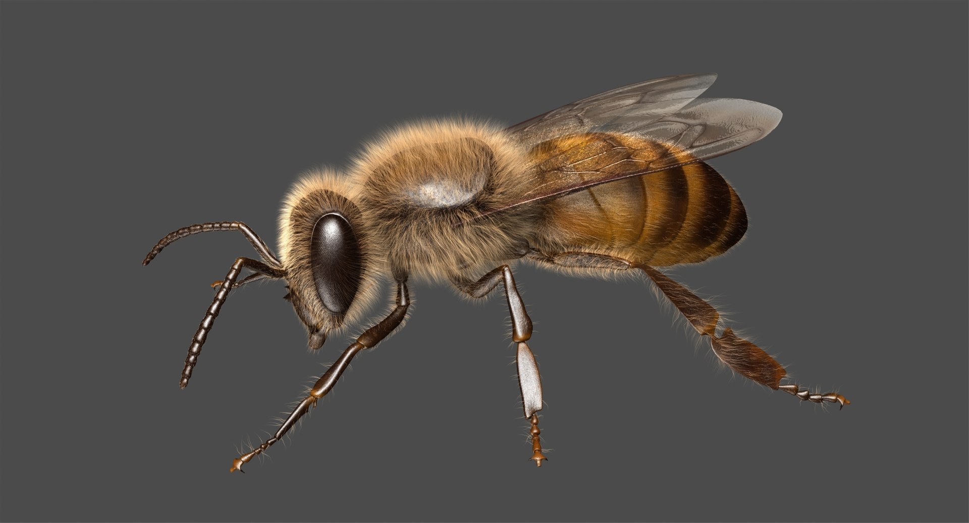 3D honey bee animation model | 1141992 | TurboSquid