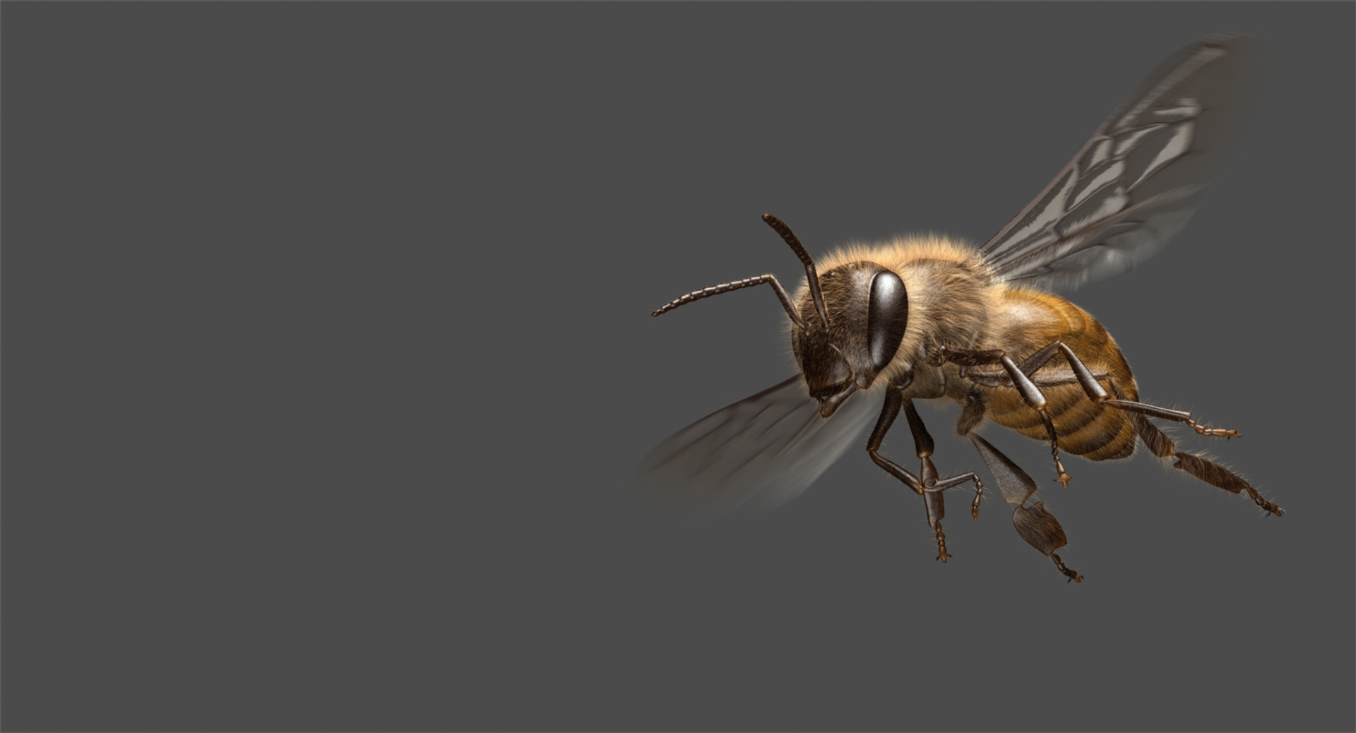 3D Honey Bee Animation Model | 1141992 | TurboSquid
