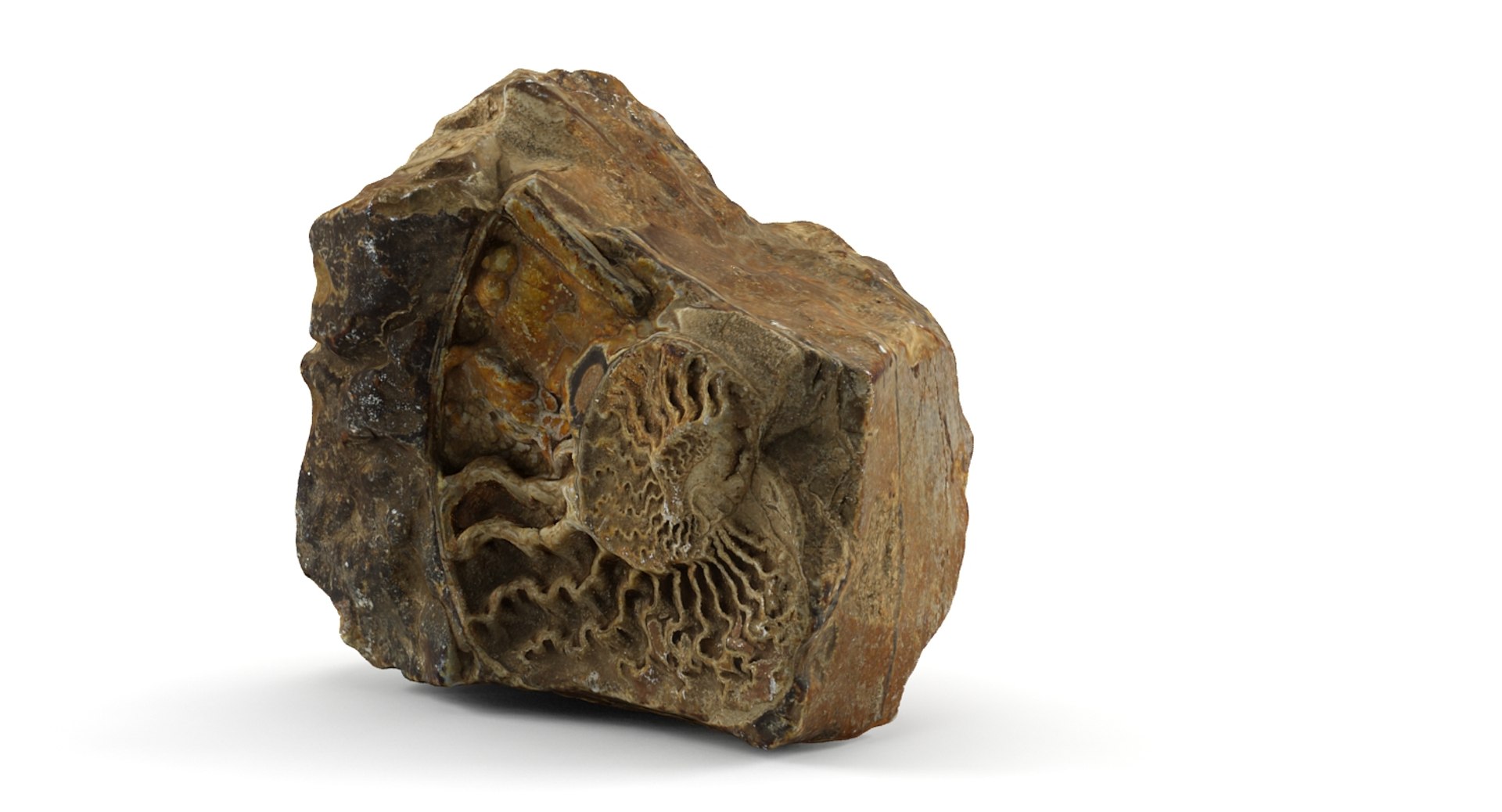 Fossil Animations 3d Model