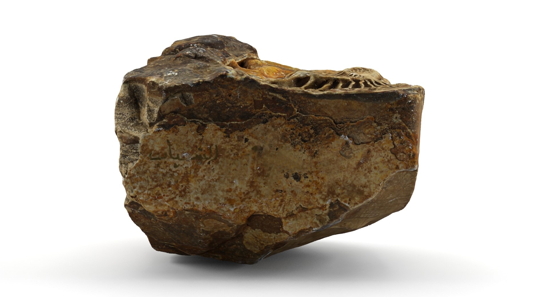 Fossil Animations 3d Model