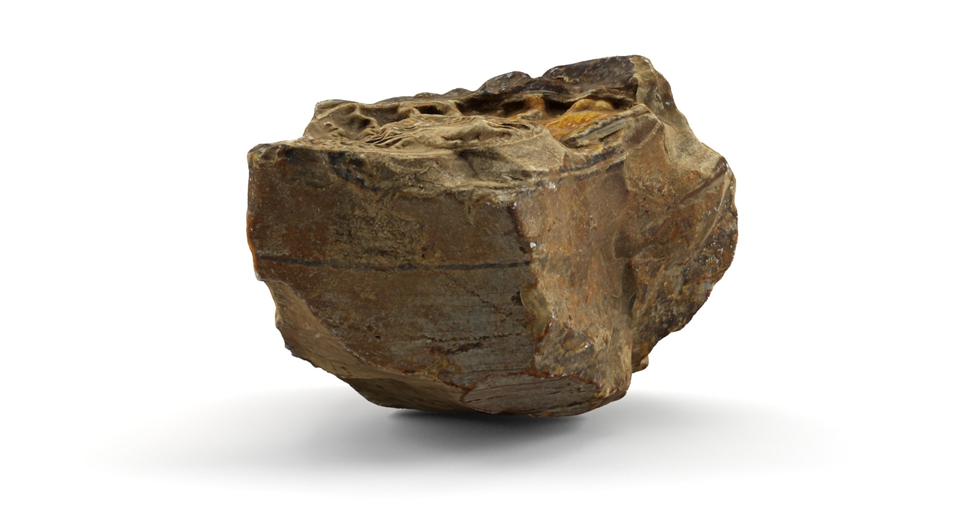 Fossil Animations 3d Model