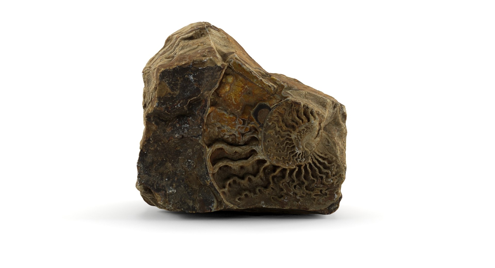 Fossil Animations 3d Model