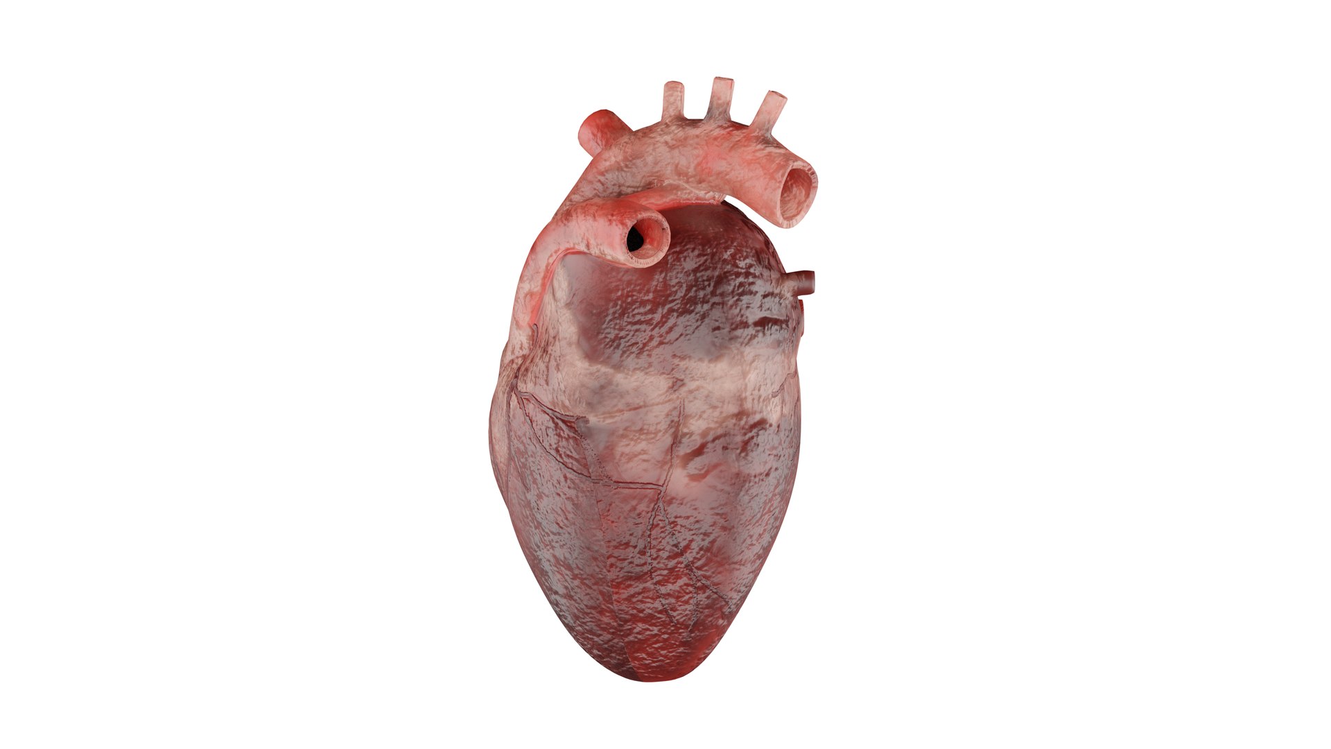 3D Human Heart 3D Model - Realistic Human Heart Anatomy Model ...