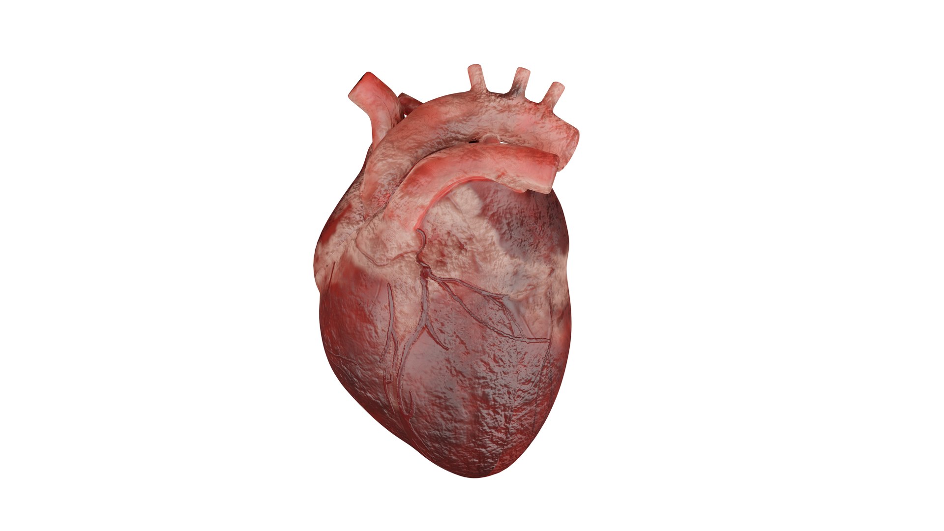 3D Human Heart 3D Model - Realistic Human Heart Anatomy Model ...