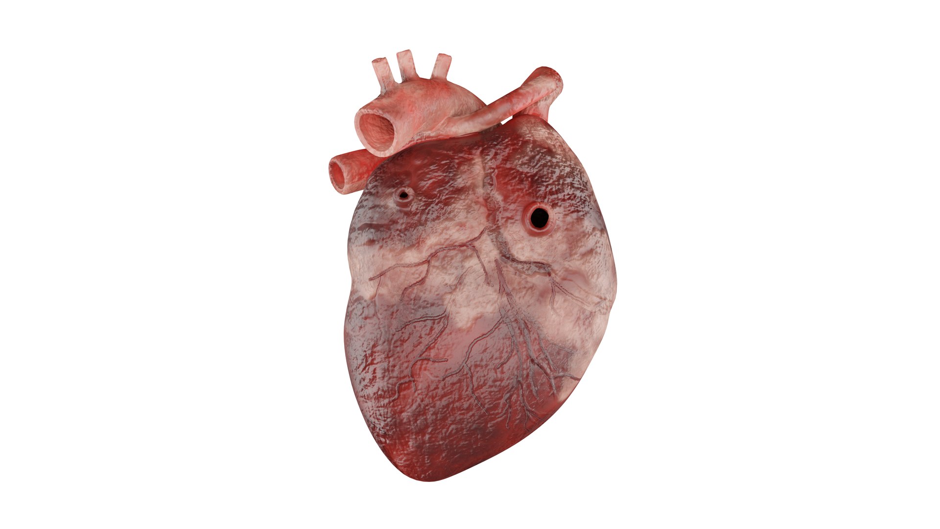 3D Human Heart 3D Model - Realistic Human Heart Anatomy Model ...