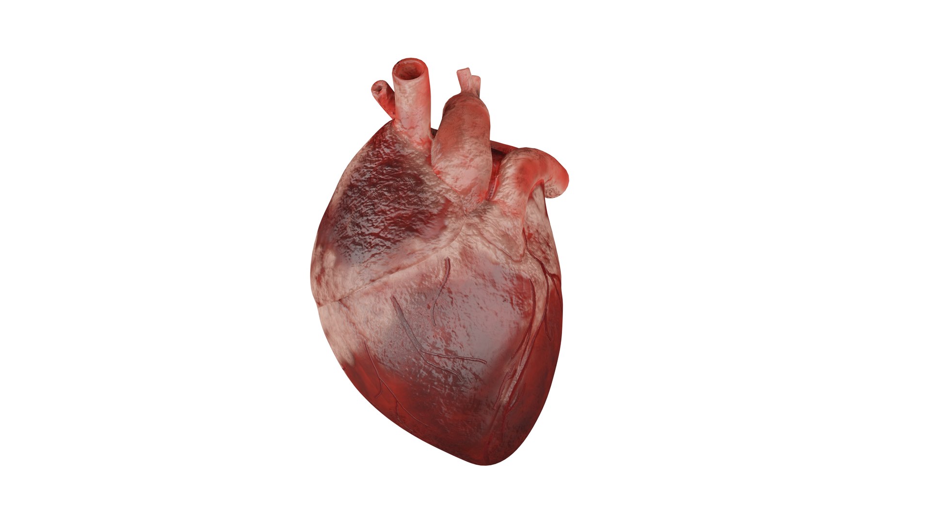 3D Human Heart 3D Model - Realistic Human Heart Anatomy Model ...