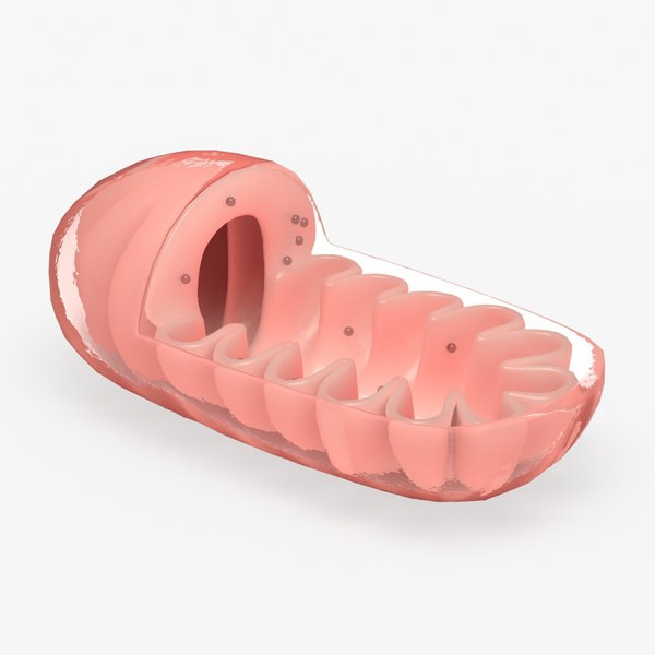 3D Mitochondria Models | TurboSquid
