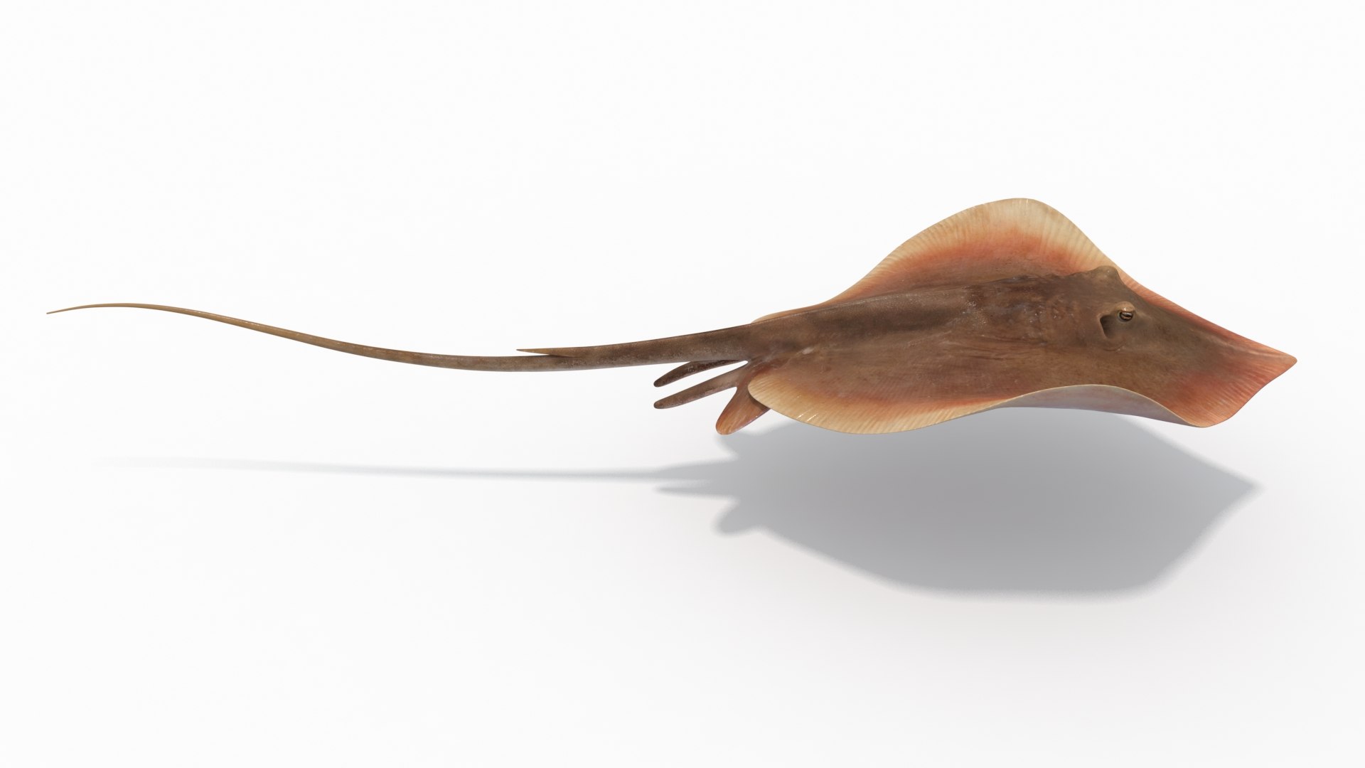 Stingray Animation Model - TurboSquid 1550534