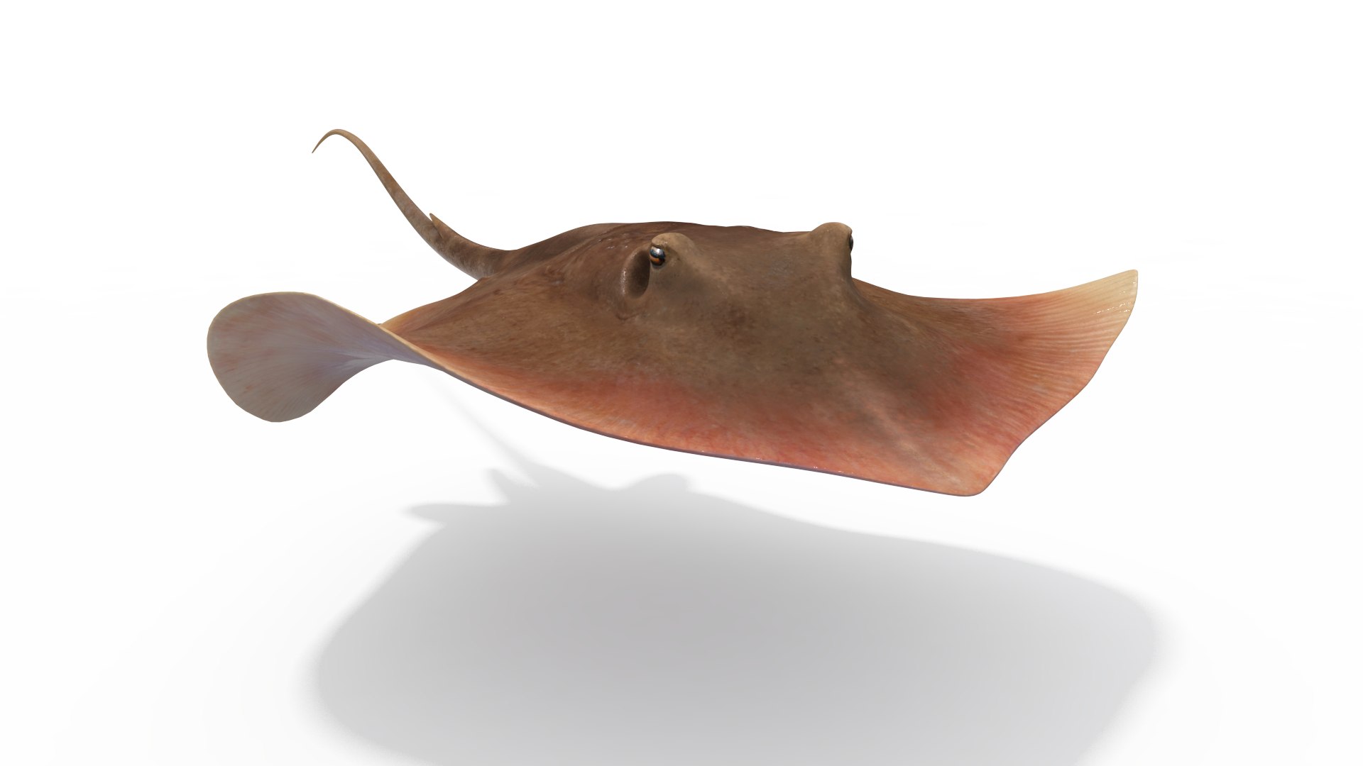 Stingray Animation Model - TurboSquid 1550534