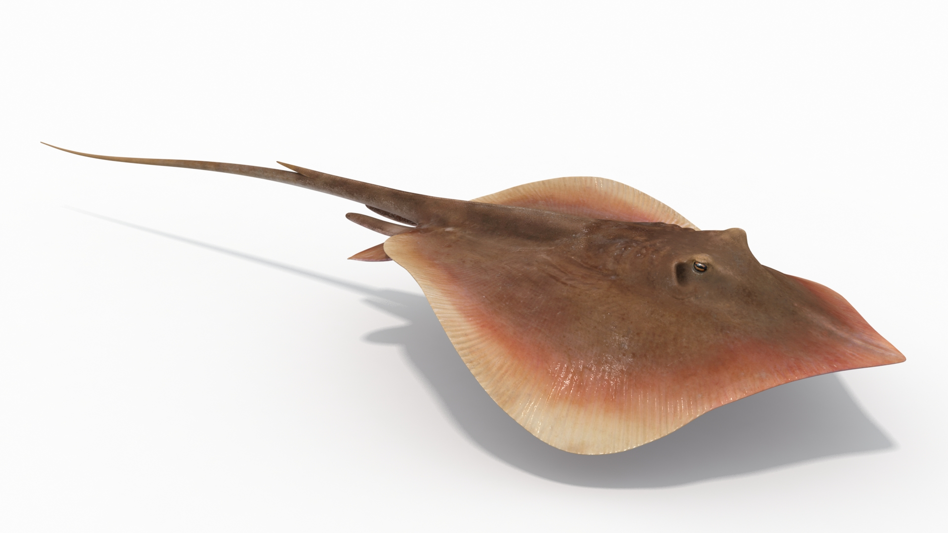 Stingray Animation Model - TurboSquid 1550534
