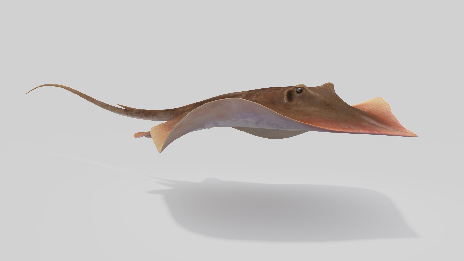 Stingray Animation Model - TurboSquid 1550534