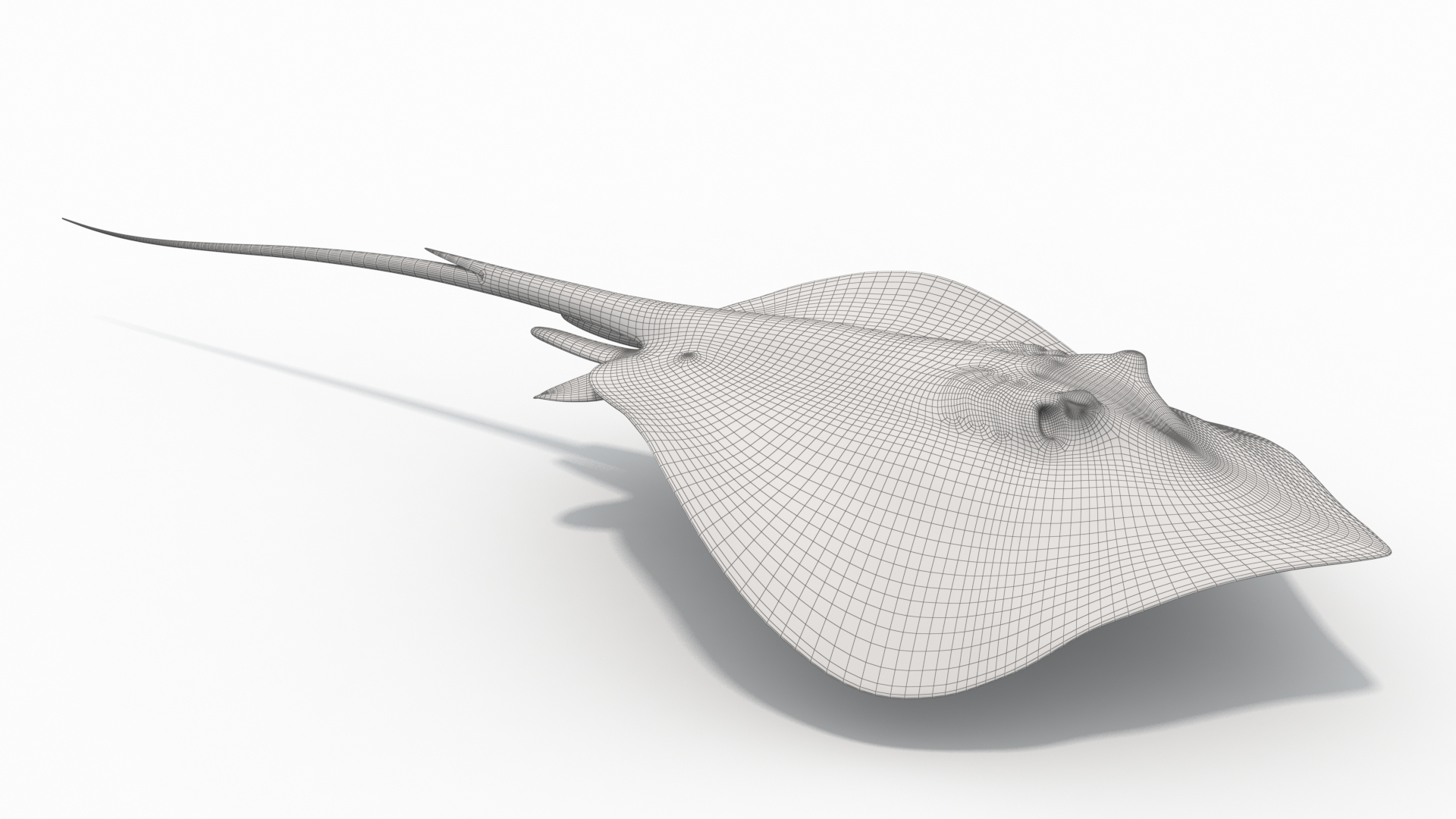 Stingray Animation Model - TurboSquid 1550534
