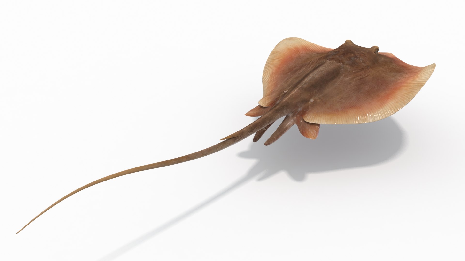 Stingray Animation Model - TurboSquid 1550534