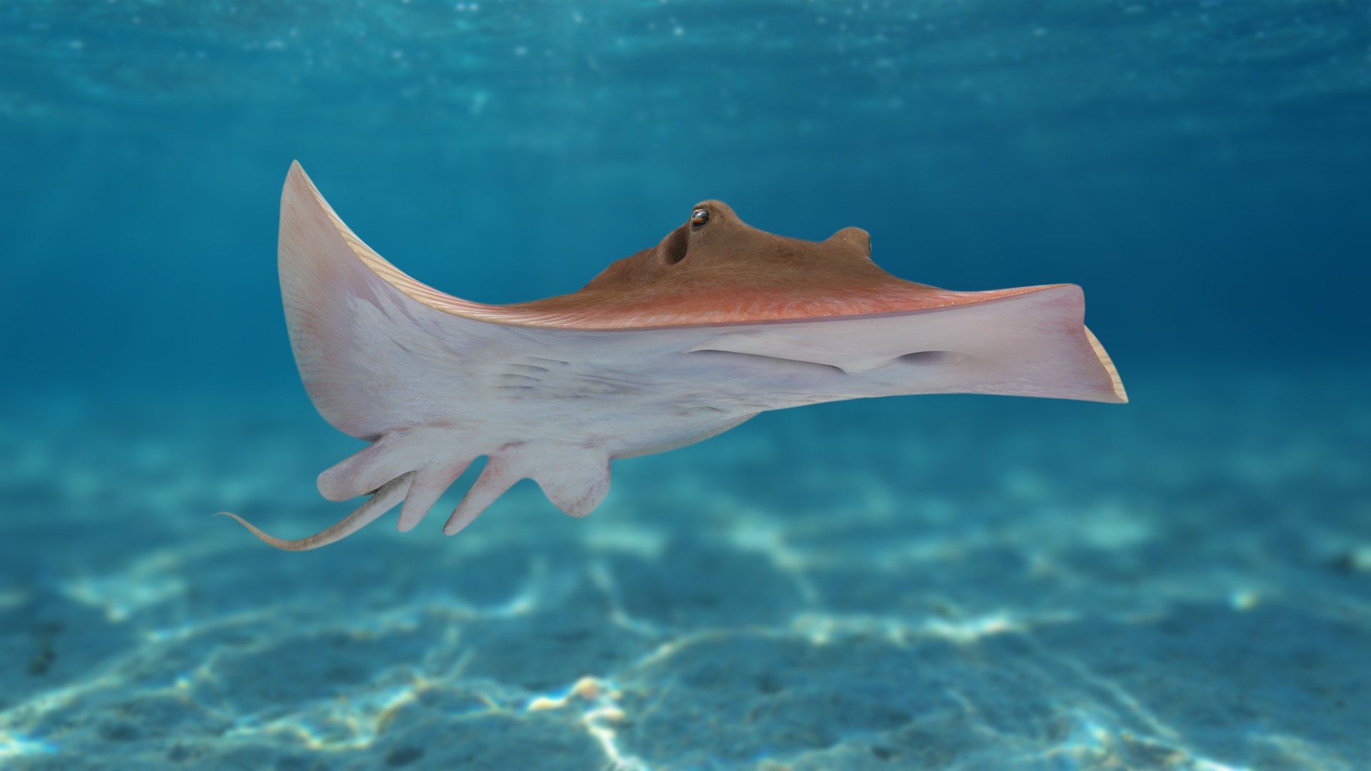 Stingray Animation Model - TurboSquid 1550534