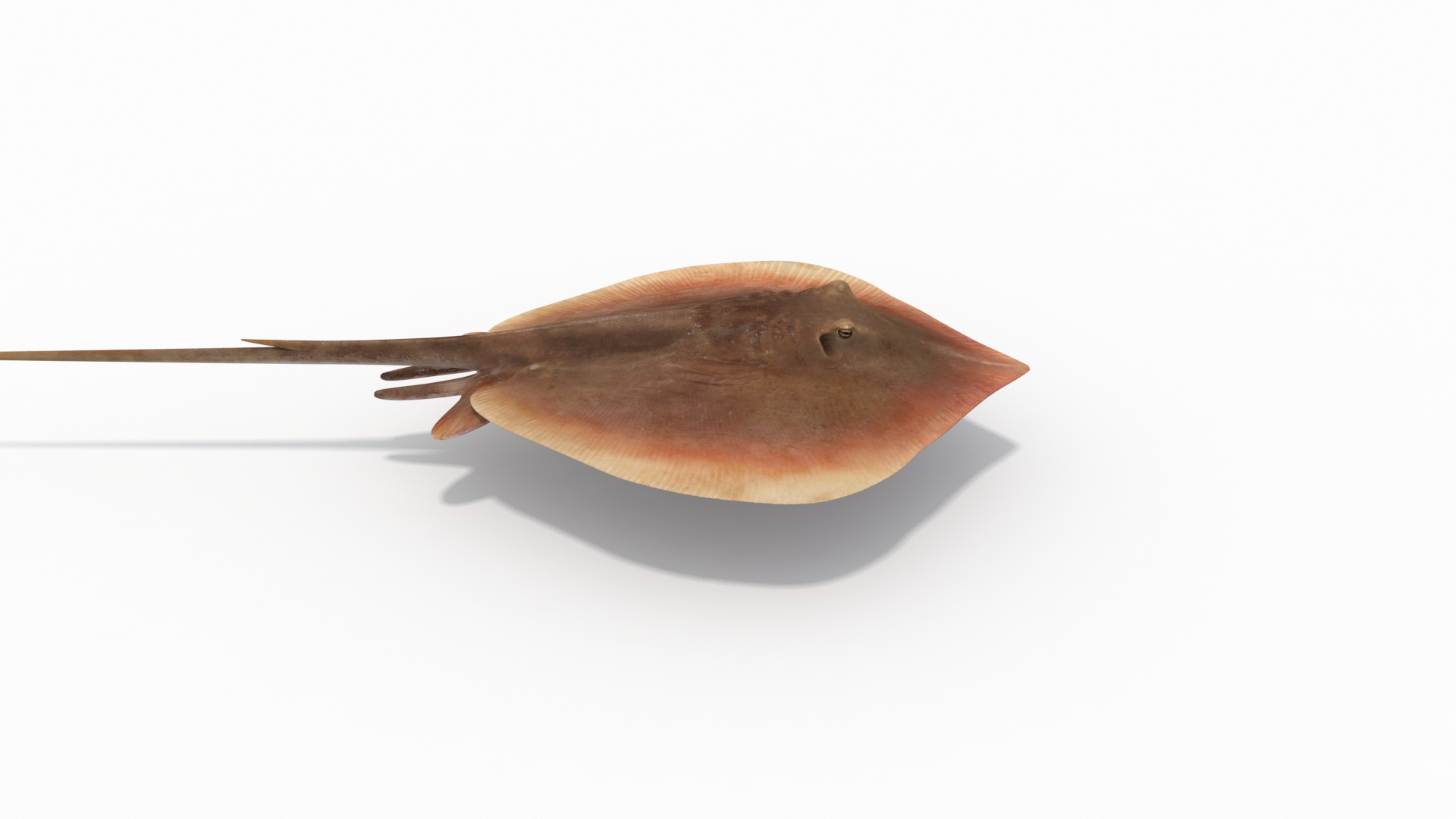 Stingray Animation Model - TurboSquid 1550534
