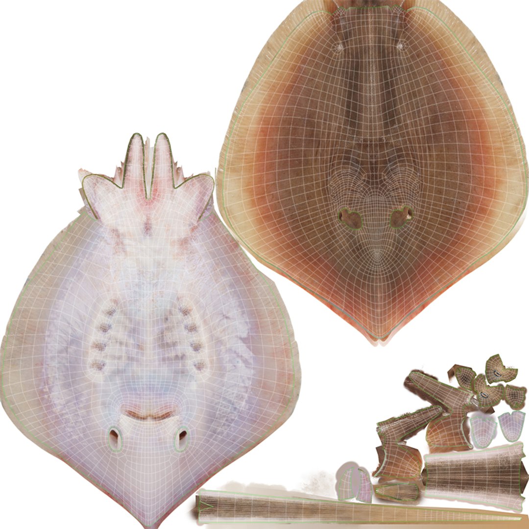 Stingray Animation Model - TurboSquid 1550534