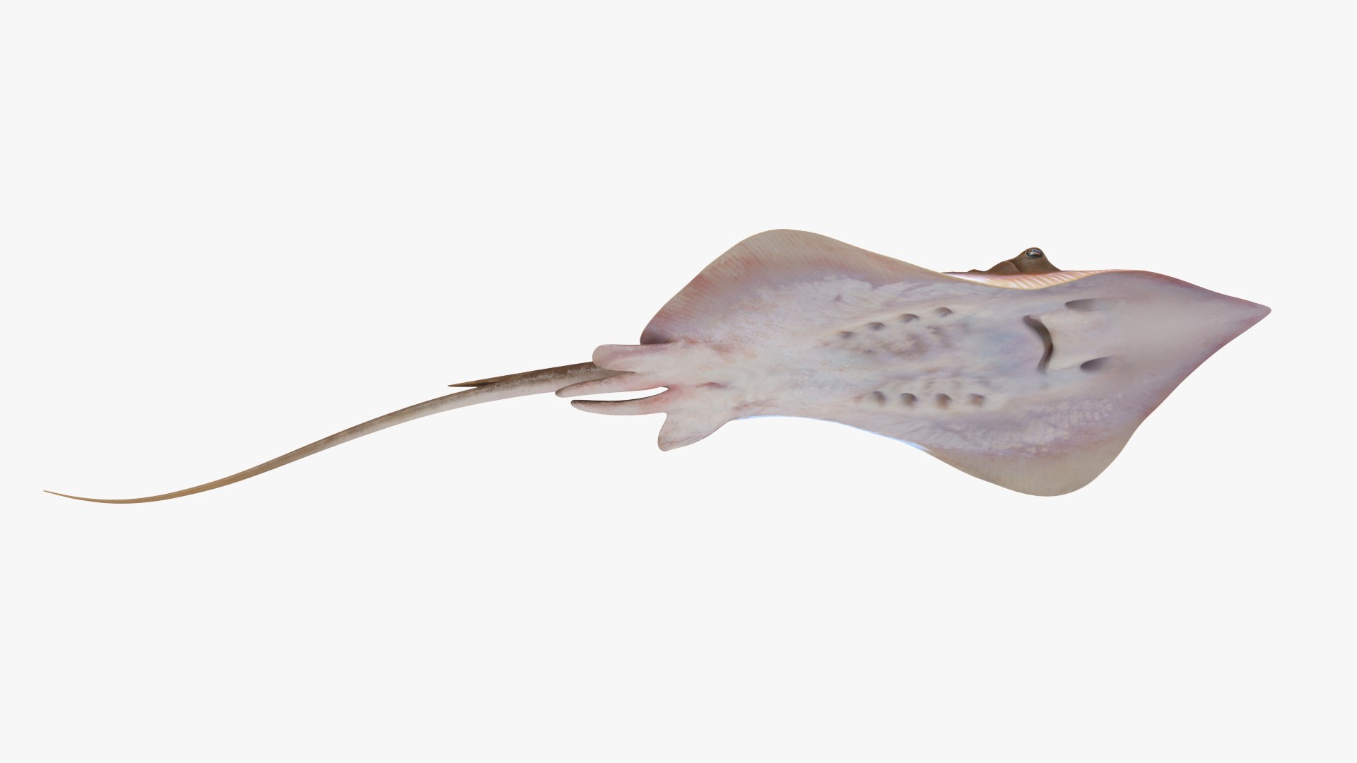 Stingray Animation Model - TurboSquid 1550534