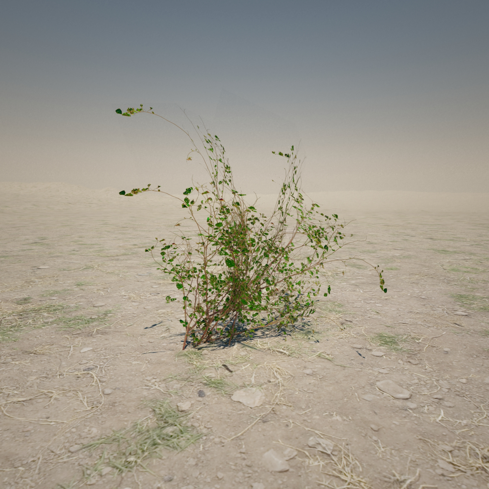 3d model desert plants pack