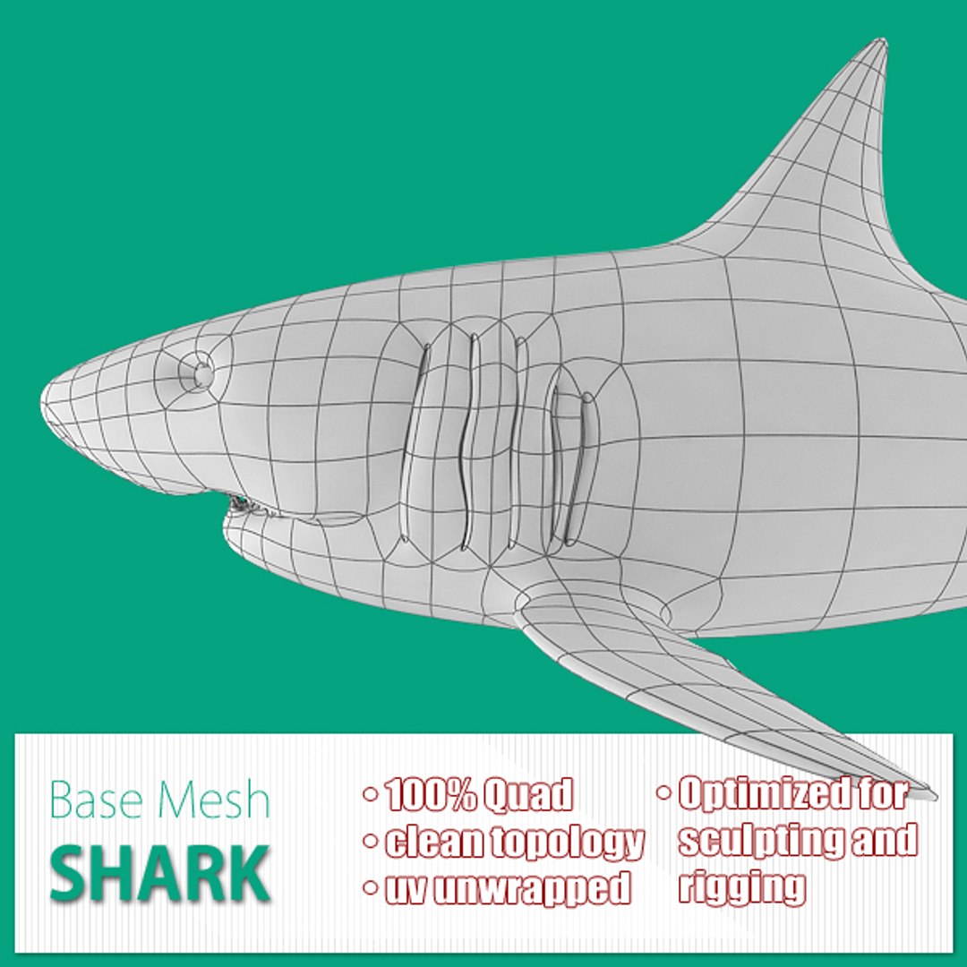 X Base Mesh Shark