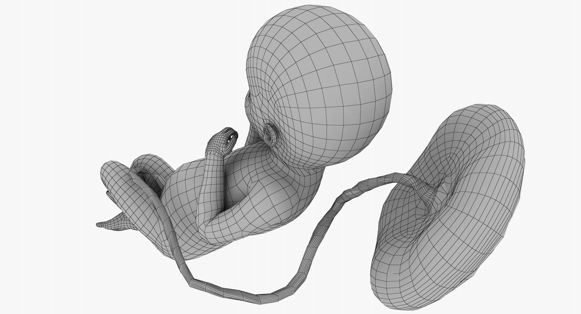 Fetus Week Model - TurboSquid 1224078