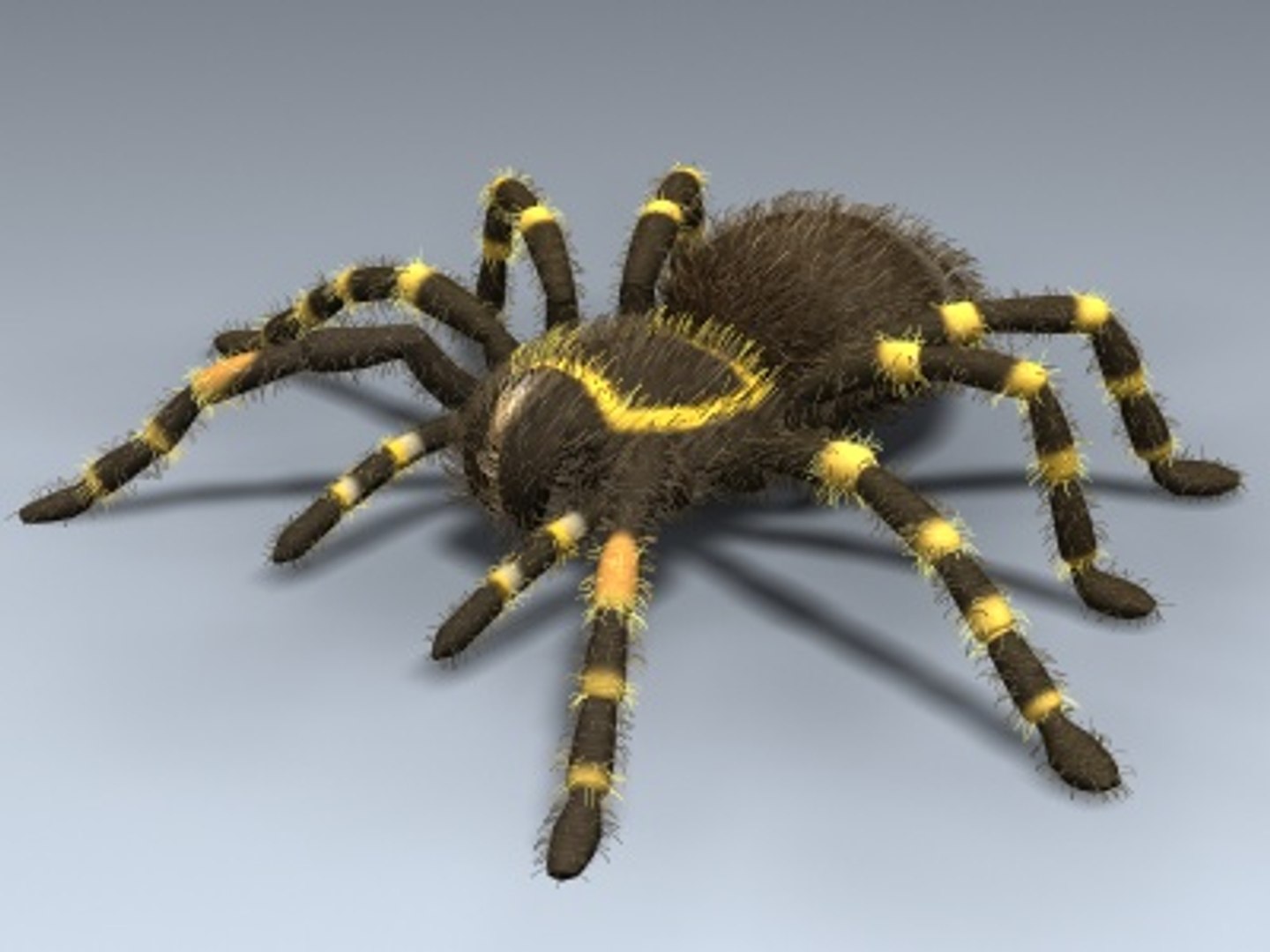 Tarantula Mexican Red 3d Model
