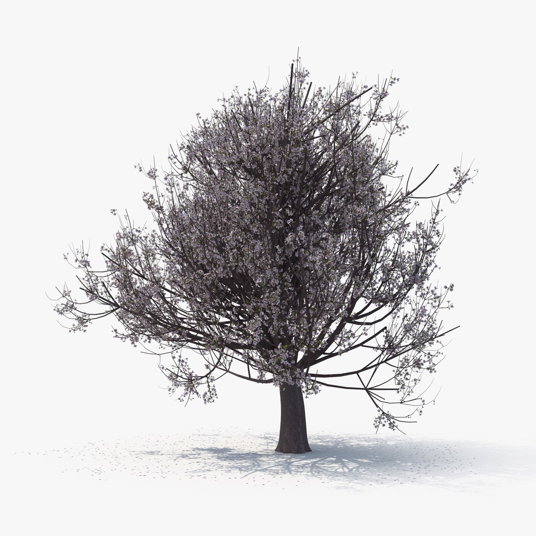 3D Model Blossom Tree 06 - TurboSquid 1221205