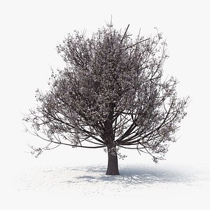 Cherry Tree 3D Models for Download | TurboSquid