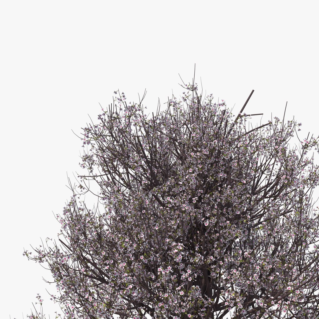 3D Model Blossom Tree 06 - TurboSquid 1221205
