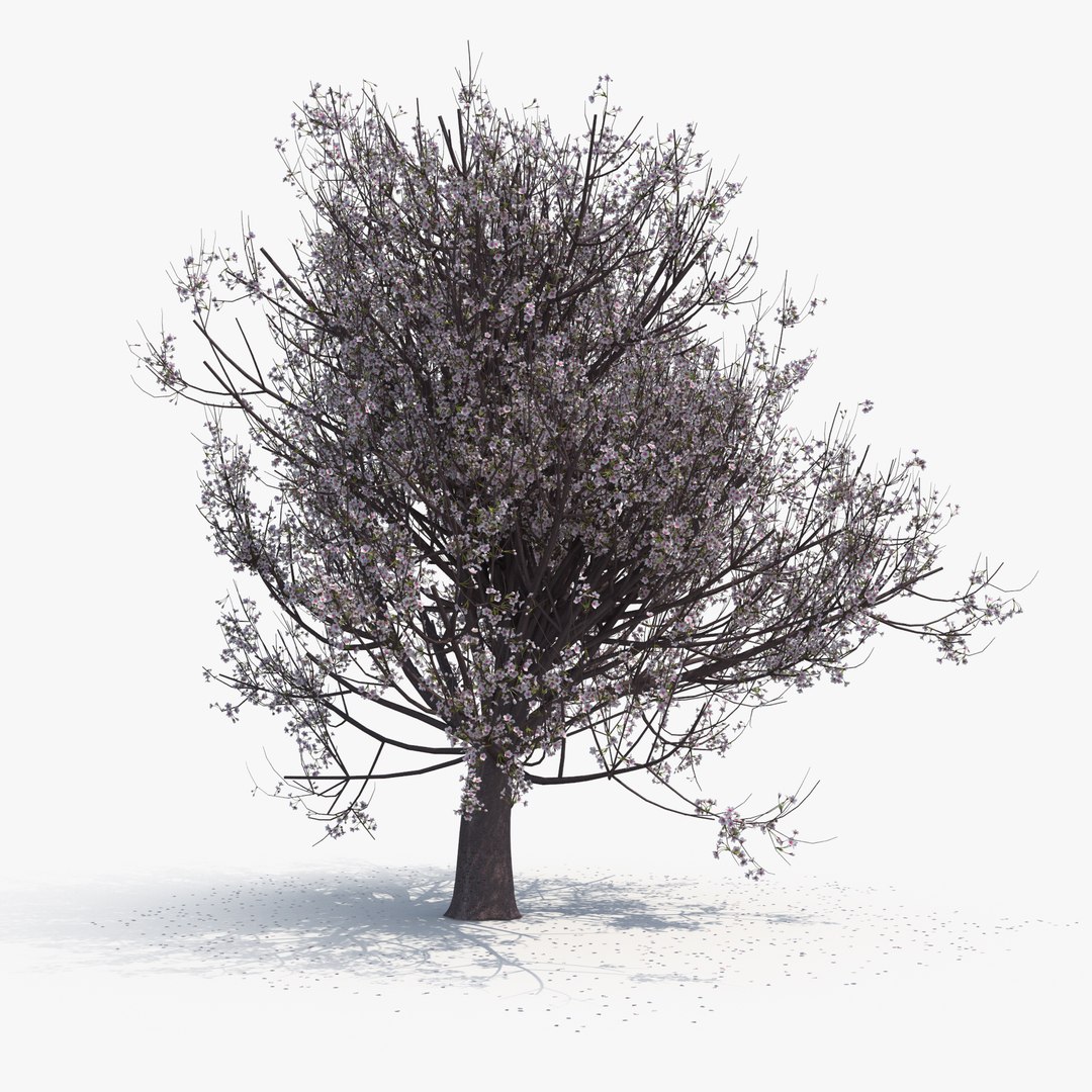 3D Model Blossom Tree 06 - TurboSquid 1221205