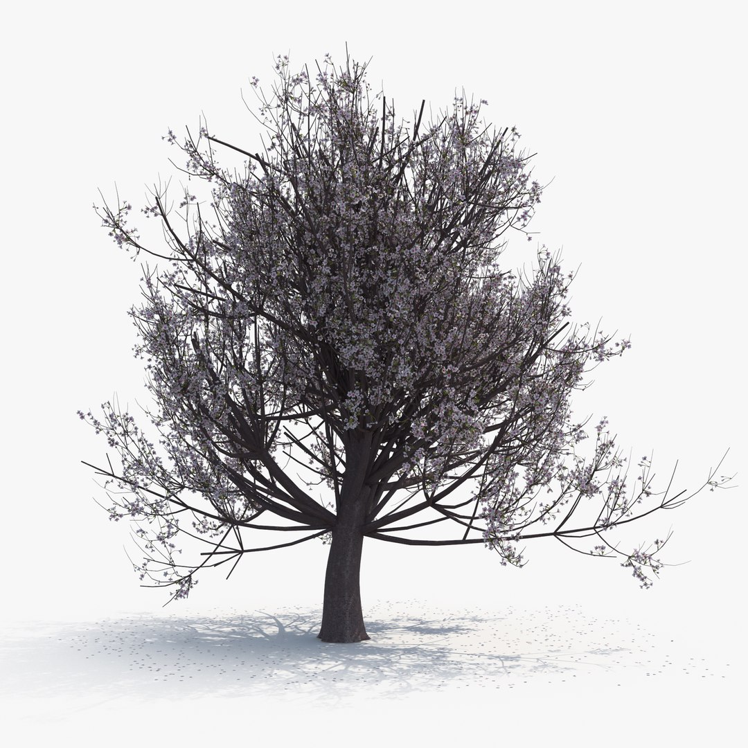 3D Model Blossom Tree 06 - TurboSquid 1221205