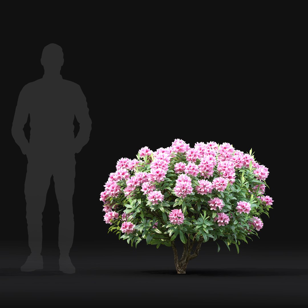 Rhododendron Bushes 3D Model - TurboSquid 1692242