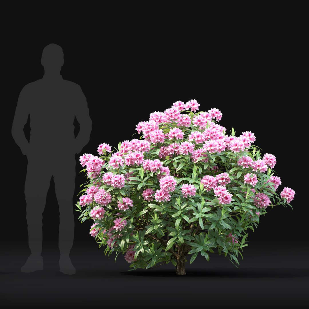 Rhododendron Bushes 3D Model - TurboSquid 1692242