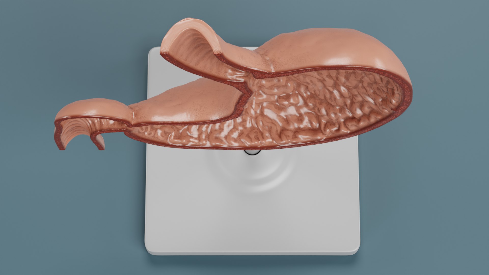 3D Model Stomach Section Model - TurboSquid 2026490