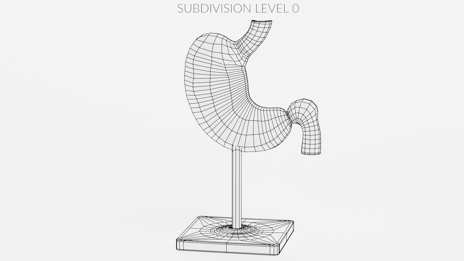 3D Model Stomach Section Model - TurboSquid 2026490