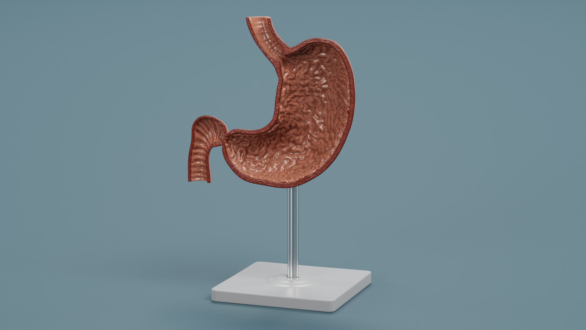 3D Model Stomach Section Model - TurboSquid 2026490
