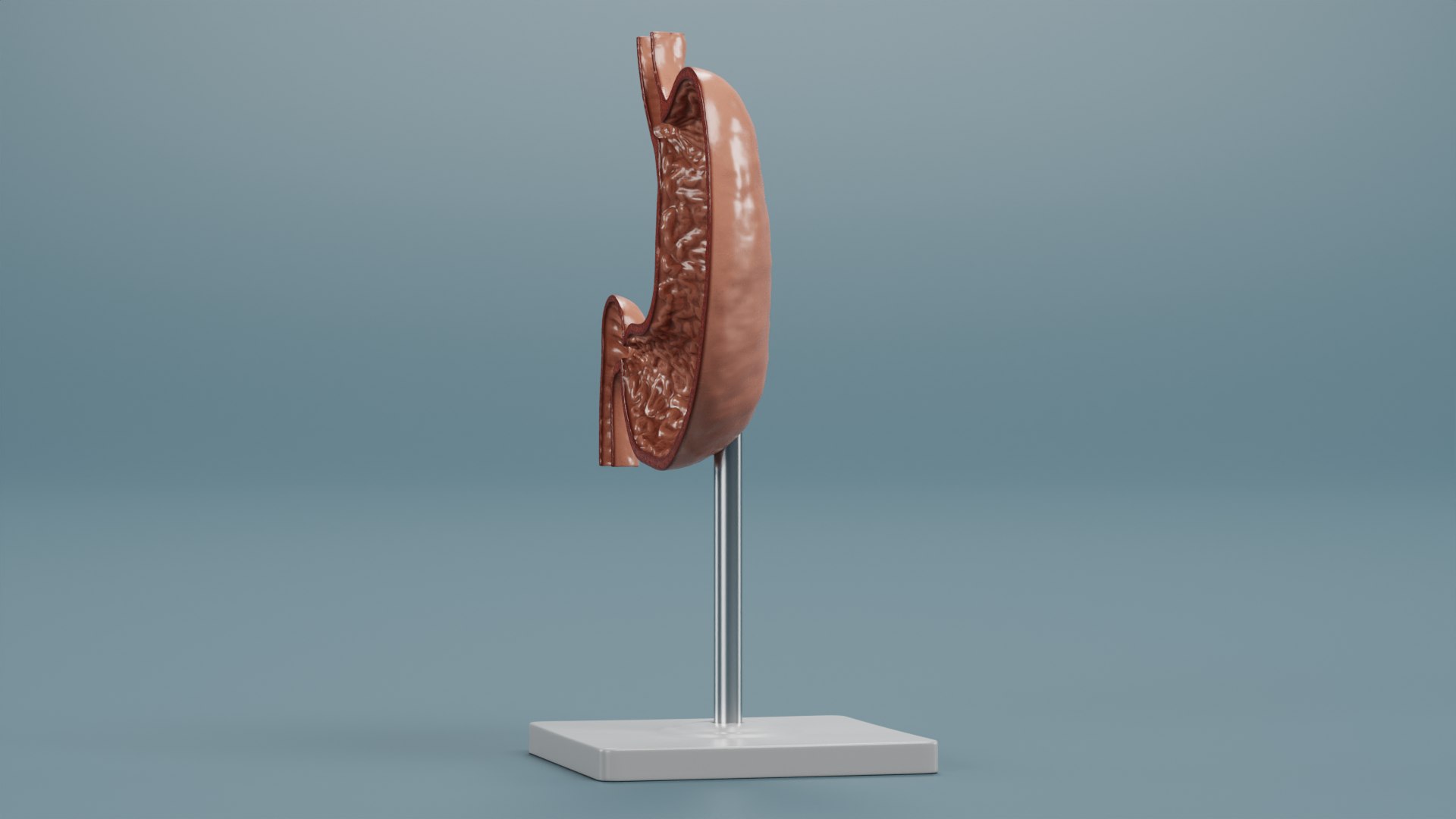 3D Model Stomach Section Model - TurboSquid 2026490