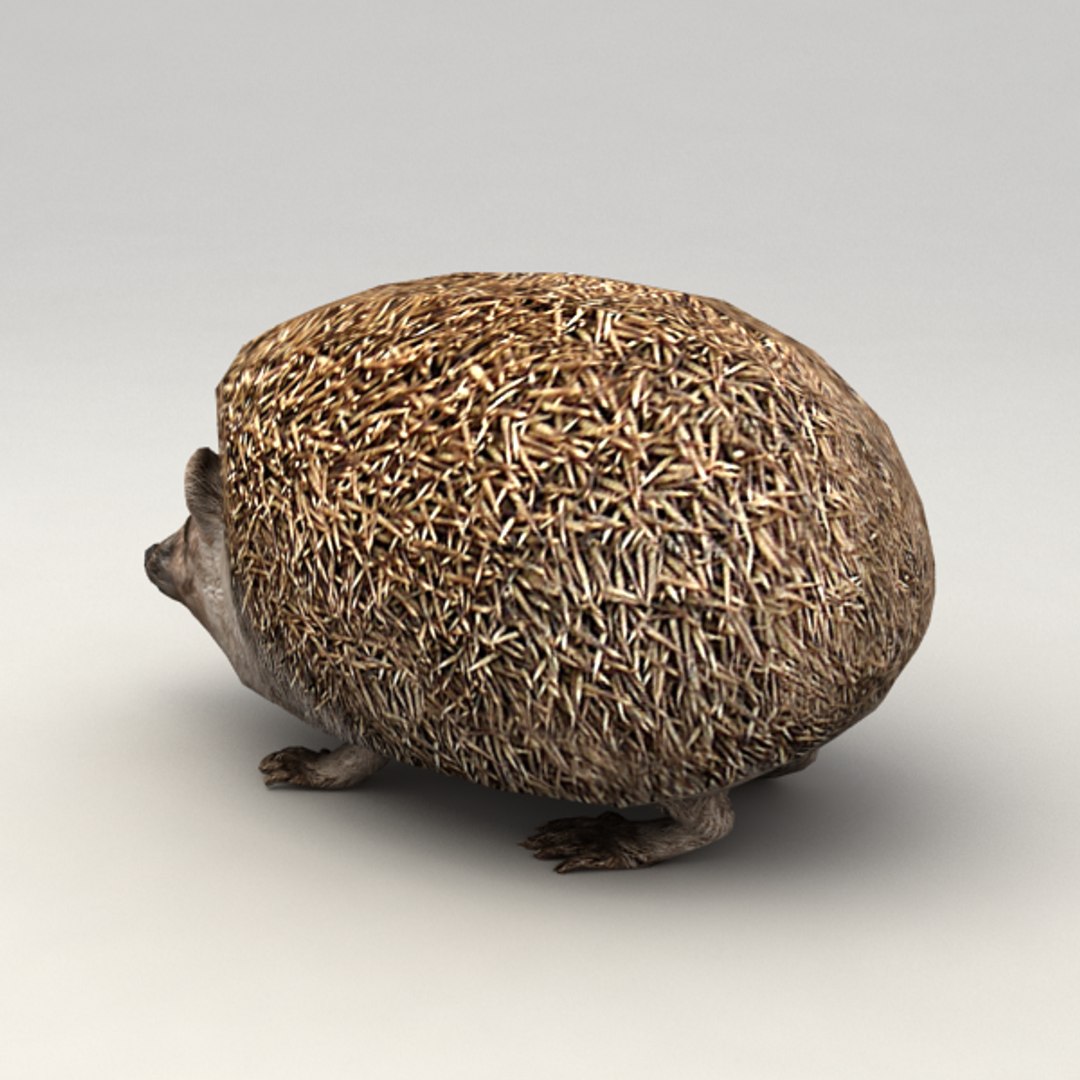 3d Rigged Hedgehog Model