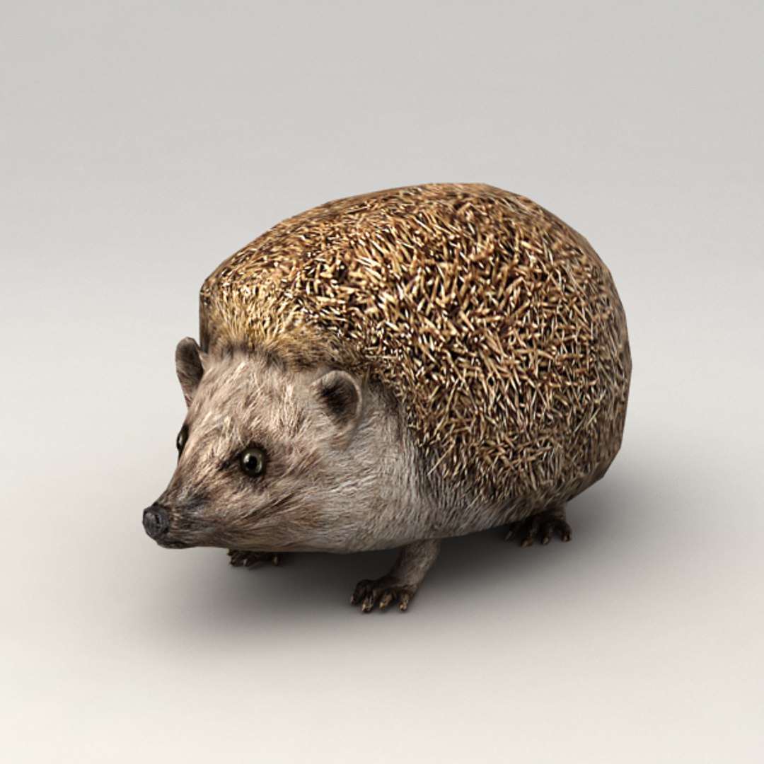 3d Rigged Hedgehog Model