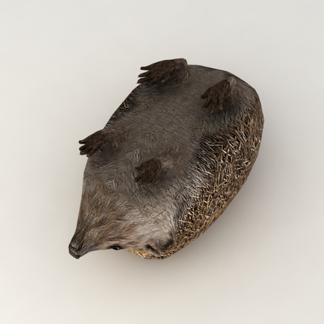 3d Rigged Hedgehog Model