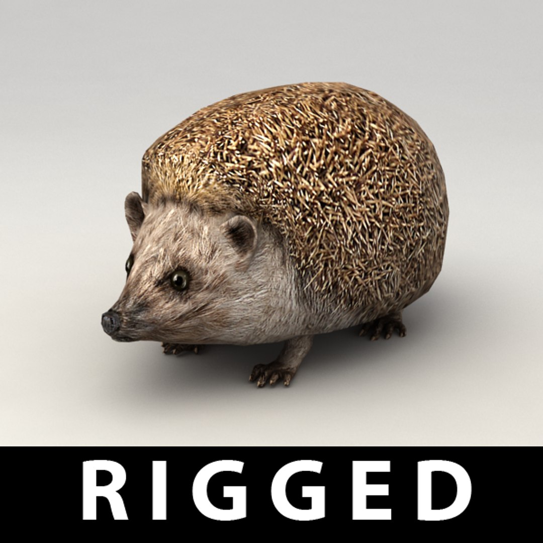 3d Rigged Hedgehog Model