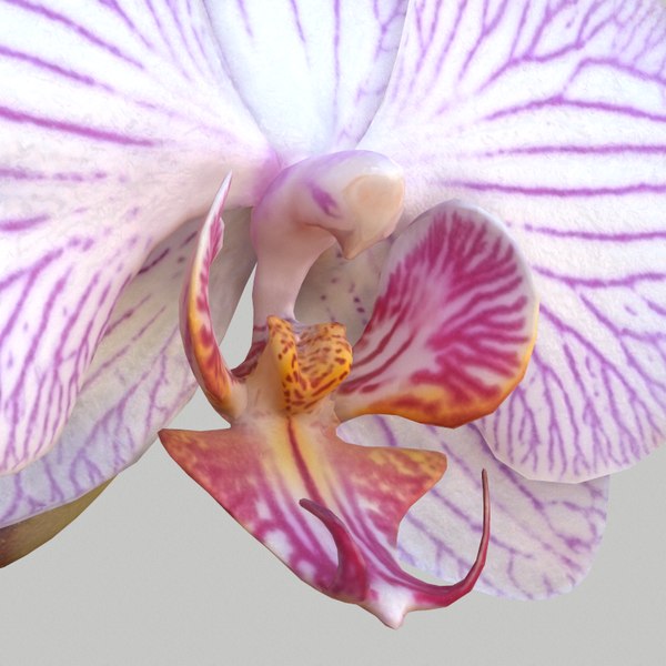 3d model of orchid flower